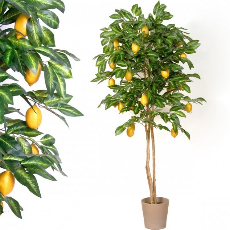 Stablo limuna: umjetni plodovi, pravo drvo